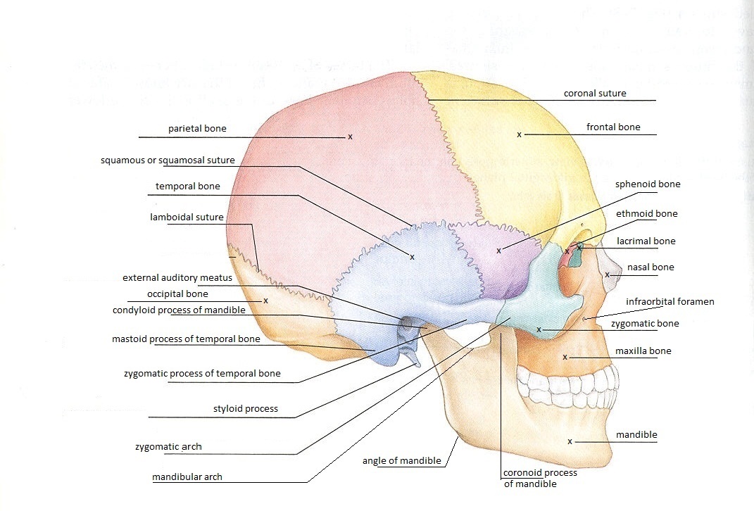 Skeletal System Diagrams
